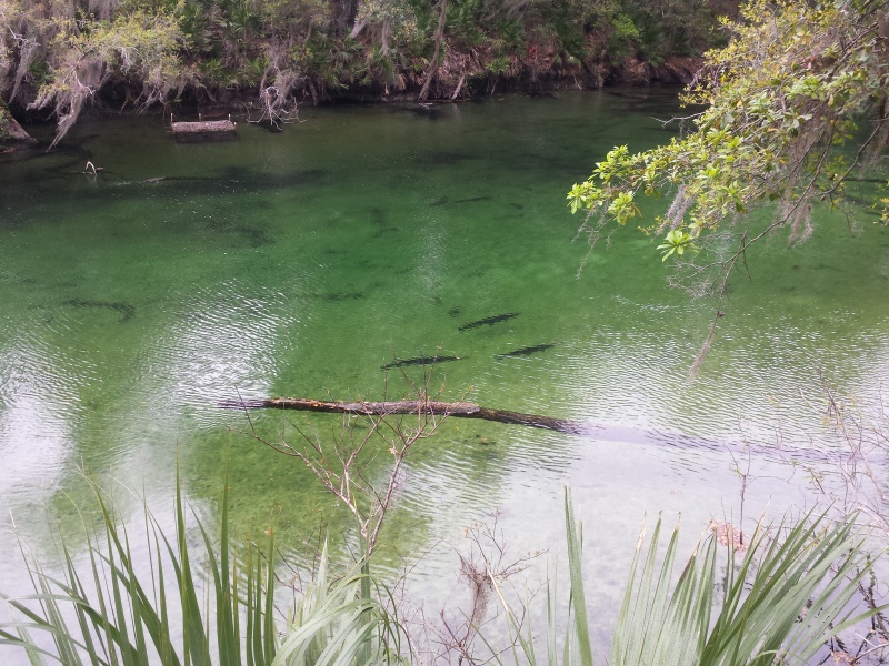 2015-03-06 Manatees gone, just gar and other fish remain at Blue ...
