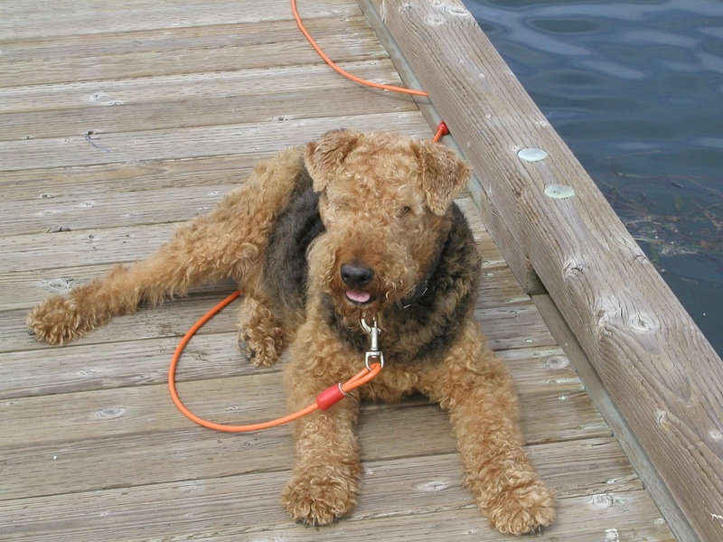 Winston hanging out on the dock | The C-Brats