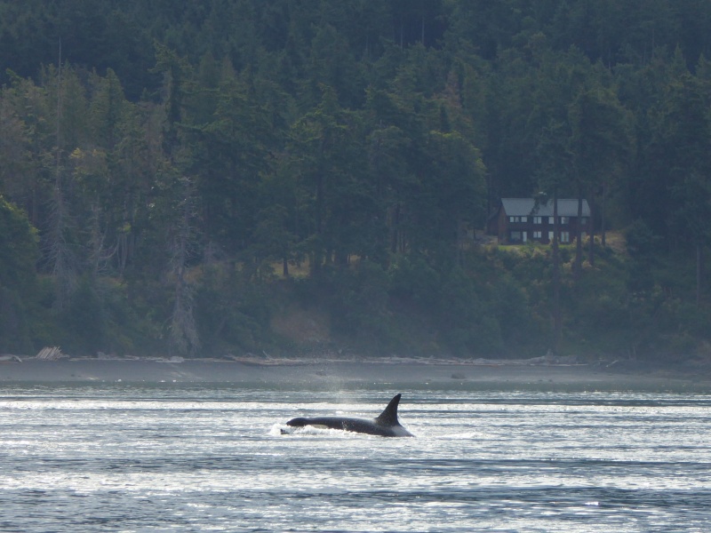 Yep, the killer whales run along the outside of San Juan island like ...